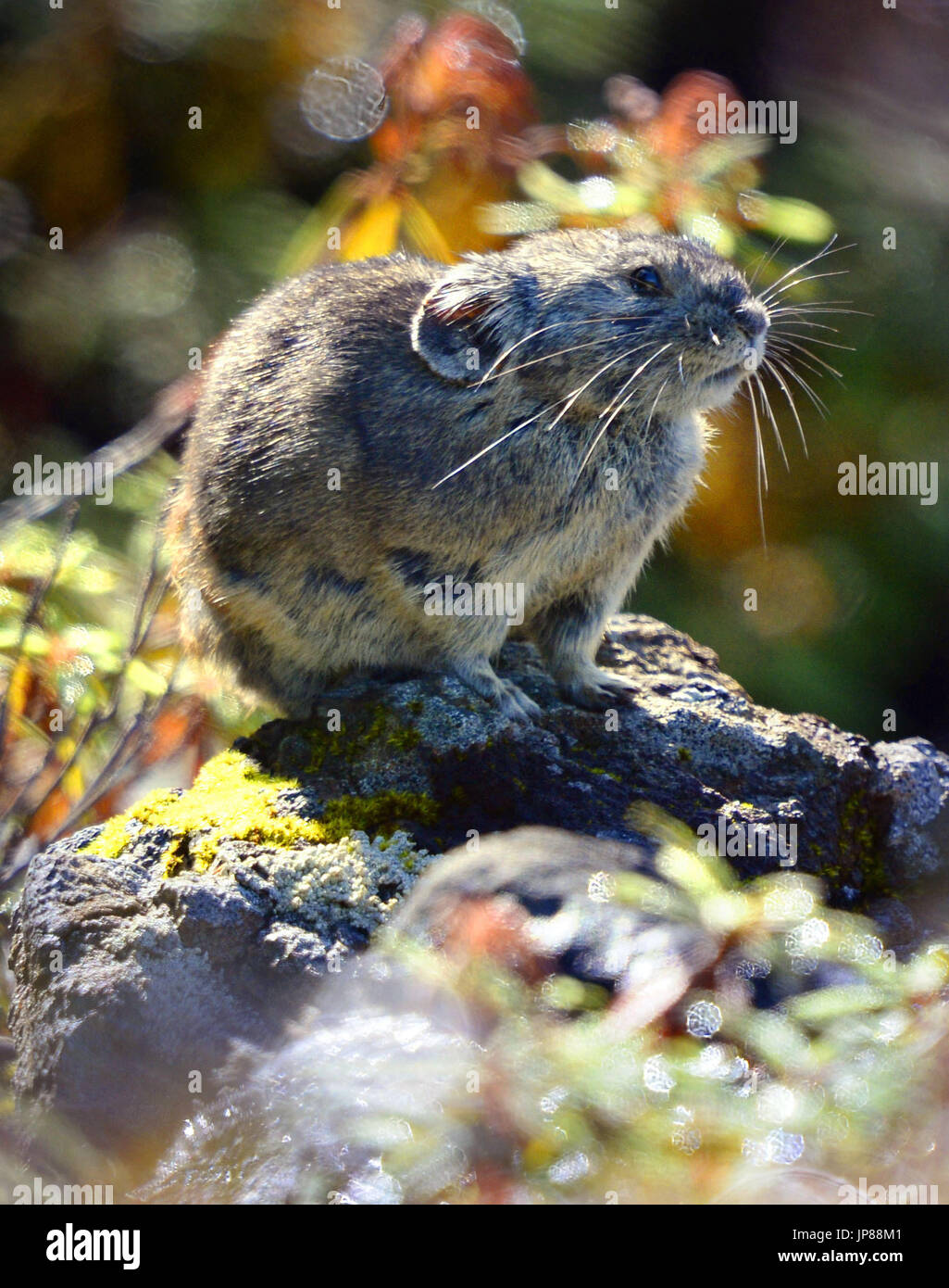 Ezo-nakiusagi (mouse hare), a species of the northern pika, shows up on ...