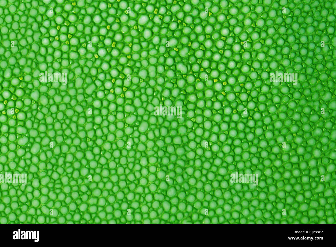 Shagreen texture hi-res stock photography and images - Alamy