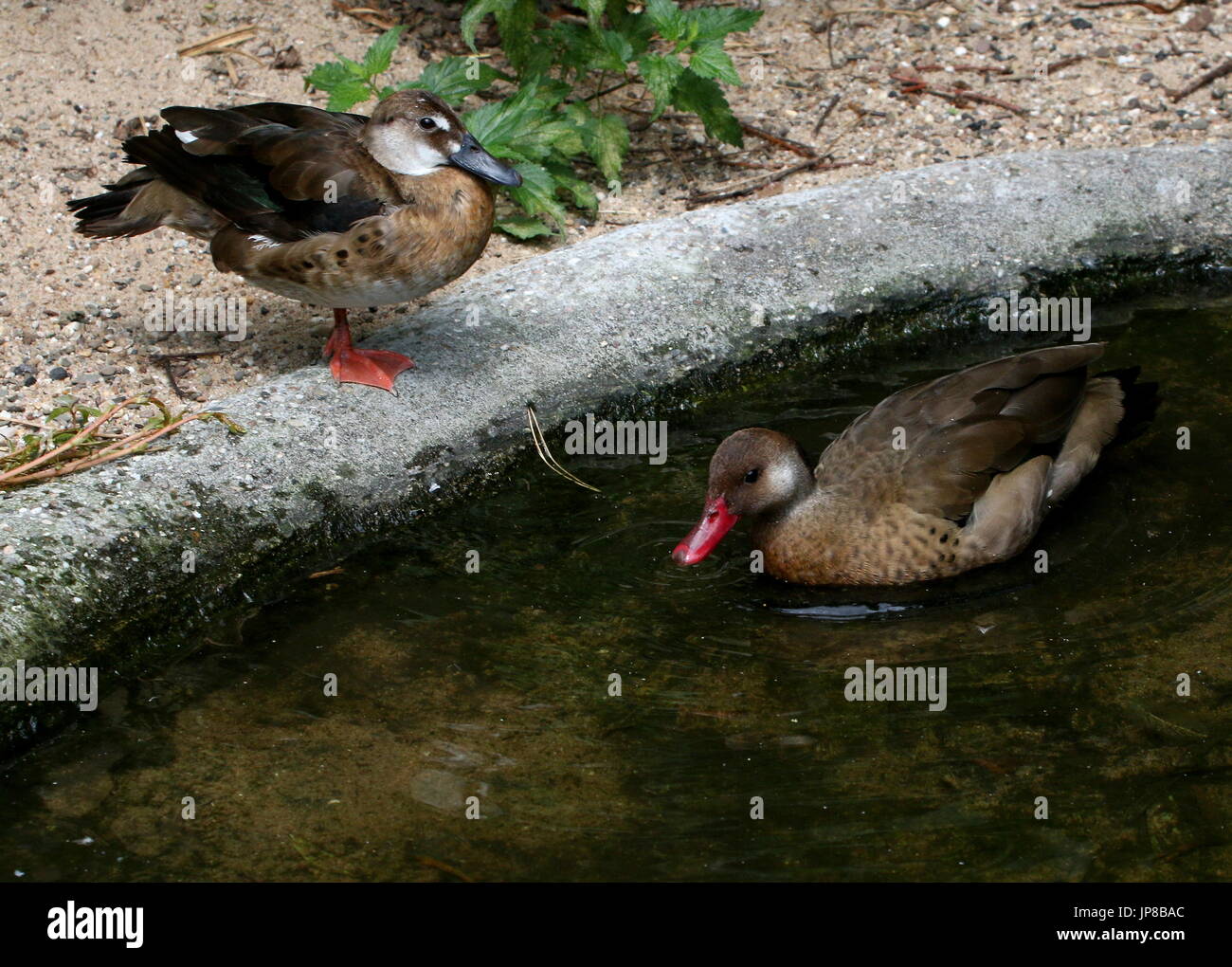 Pair of South American Brazilian teals (Amazonetta brasiliensis), a.k.a ...