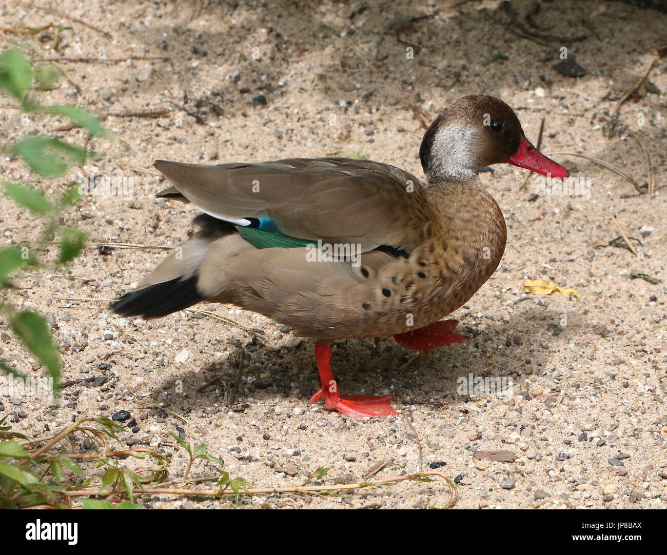 Male South American Brazilian teal (Amazonetta brasiliensis) a.k.a ...