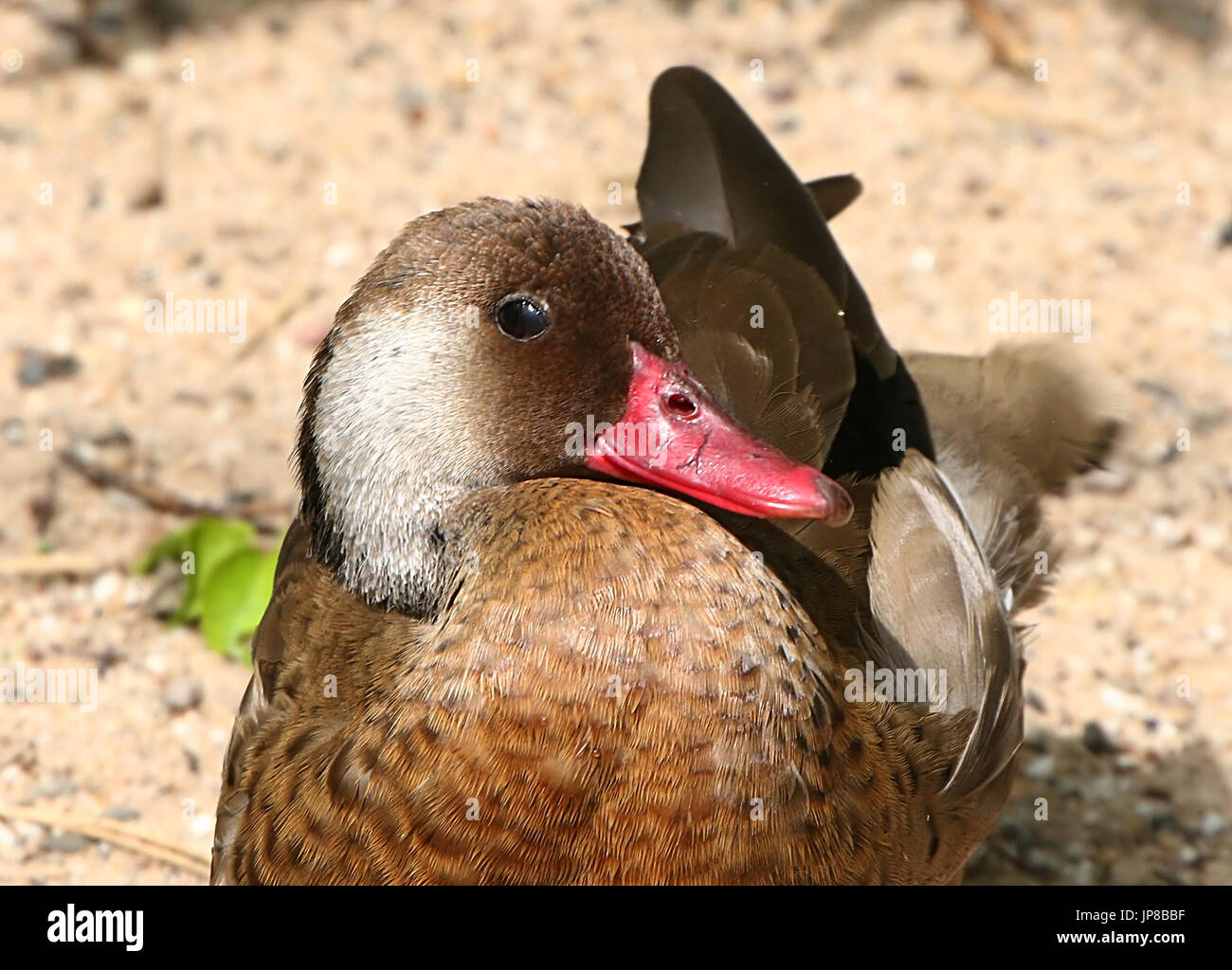 Male South American Brazilian teal (Amazonetta brasiliensis) a.k.a ...