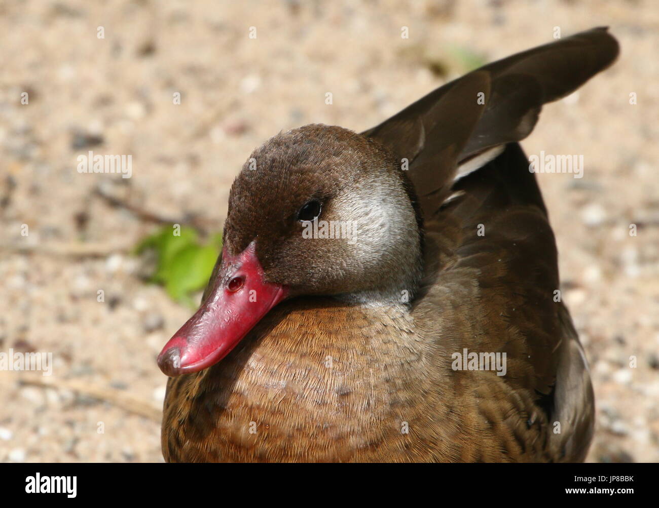Male South American Brazilian teal (Amazonetta brasiliensis) a.k.a ...