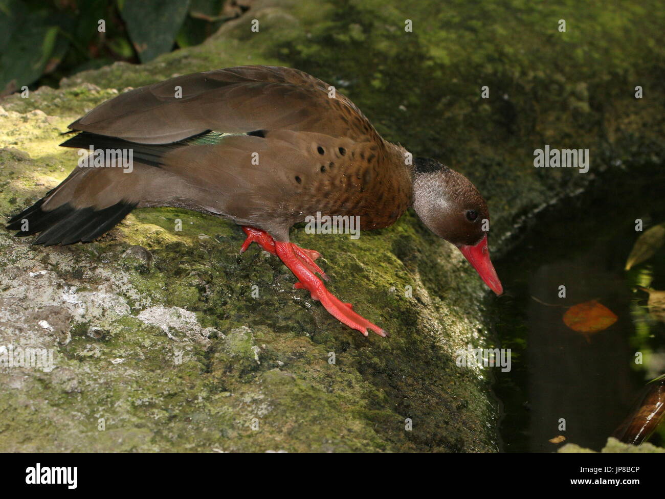 Male South American Brazilian teal (Amazonetta brasiliensis) a.k.a ...