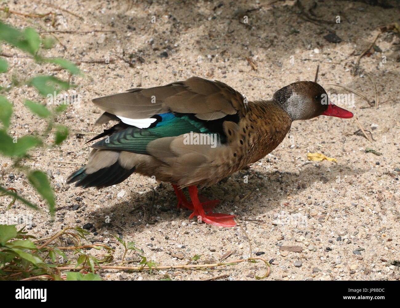 Male South American Brazilian teal (Amazonetta brasiliensis) a.k.a ...