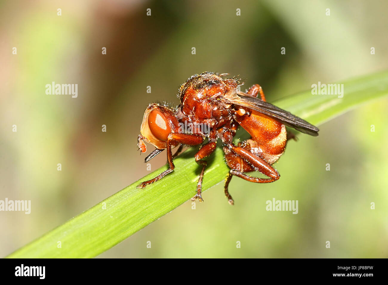 European Common thick-headed Fly (Sicus ferrugineus - Conopidae Stock ...