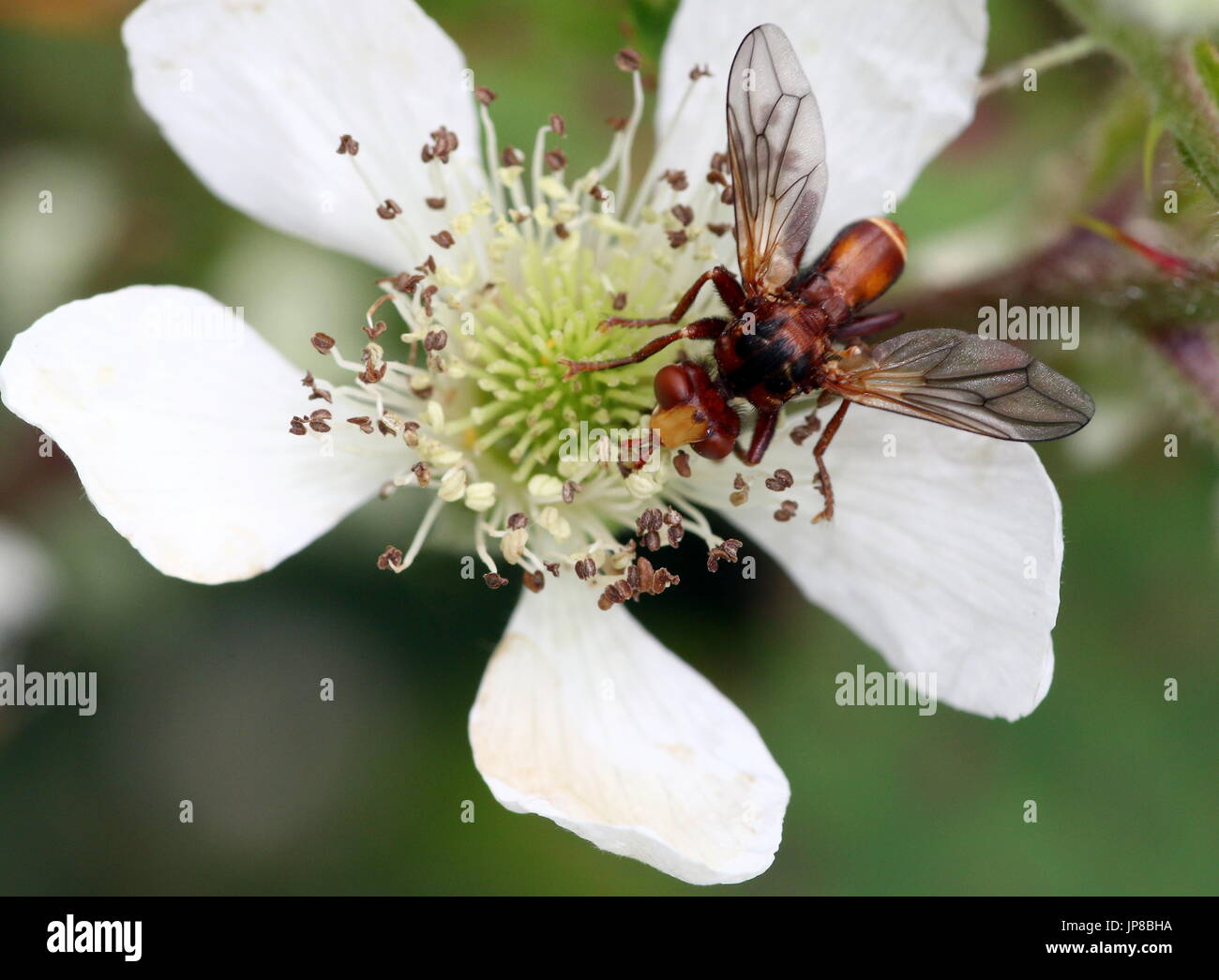 European Common thick-headed Fly (Sicus ferrugineus - Conopidae ...