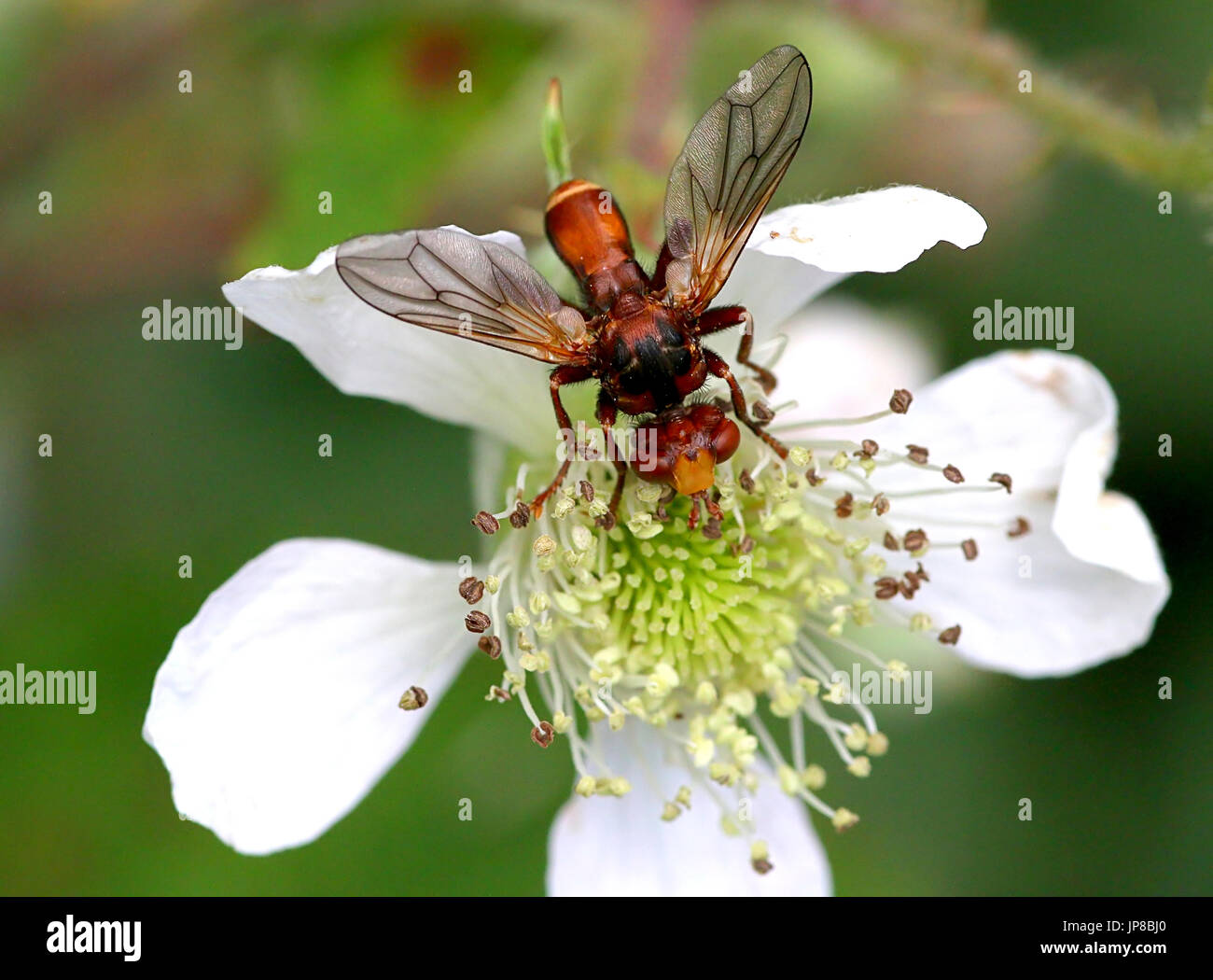 European Common thick-headed Fly (Sicus ferrugineus - Conopidae ...