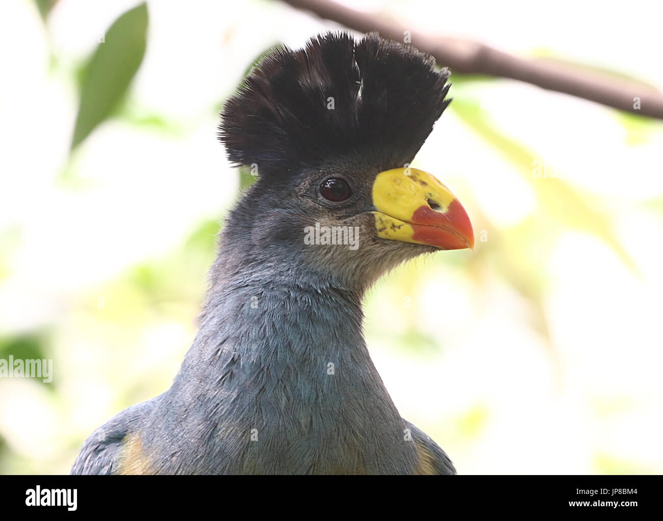 Turaco azzurro gigante hi-res stock photography and images - Alamy