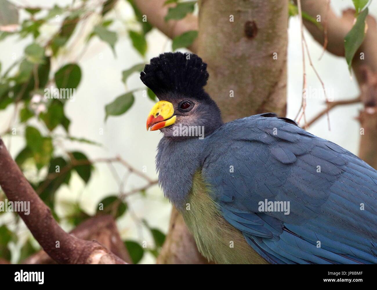 Central African Great blue turaco (Corythaeola cristata) in a tree ...