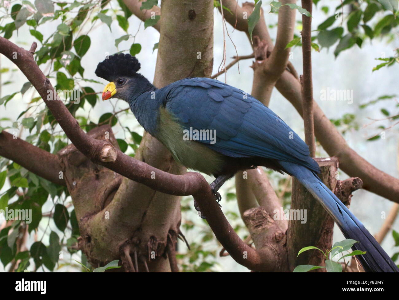 Central African Great blue turaco (Corythaeola cristata) in a tree ...