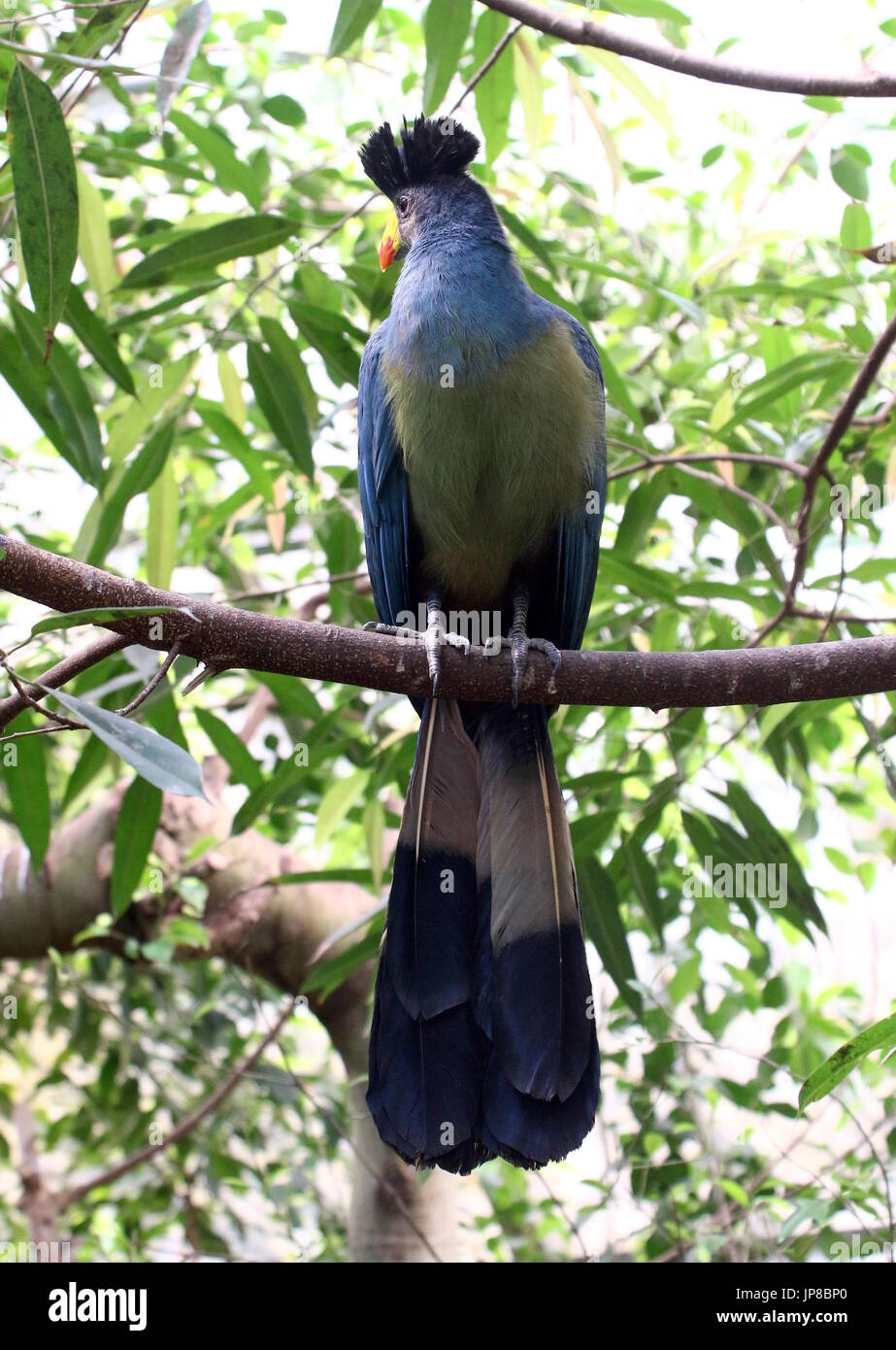 Central African Great blue turaco (Corythaeola cristata) in a tree ...