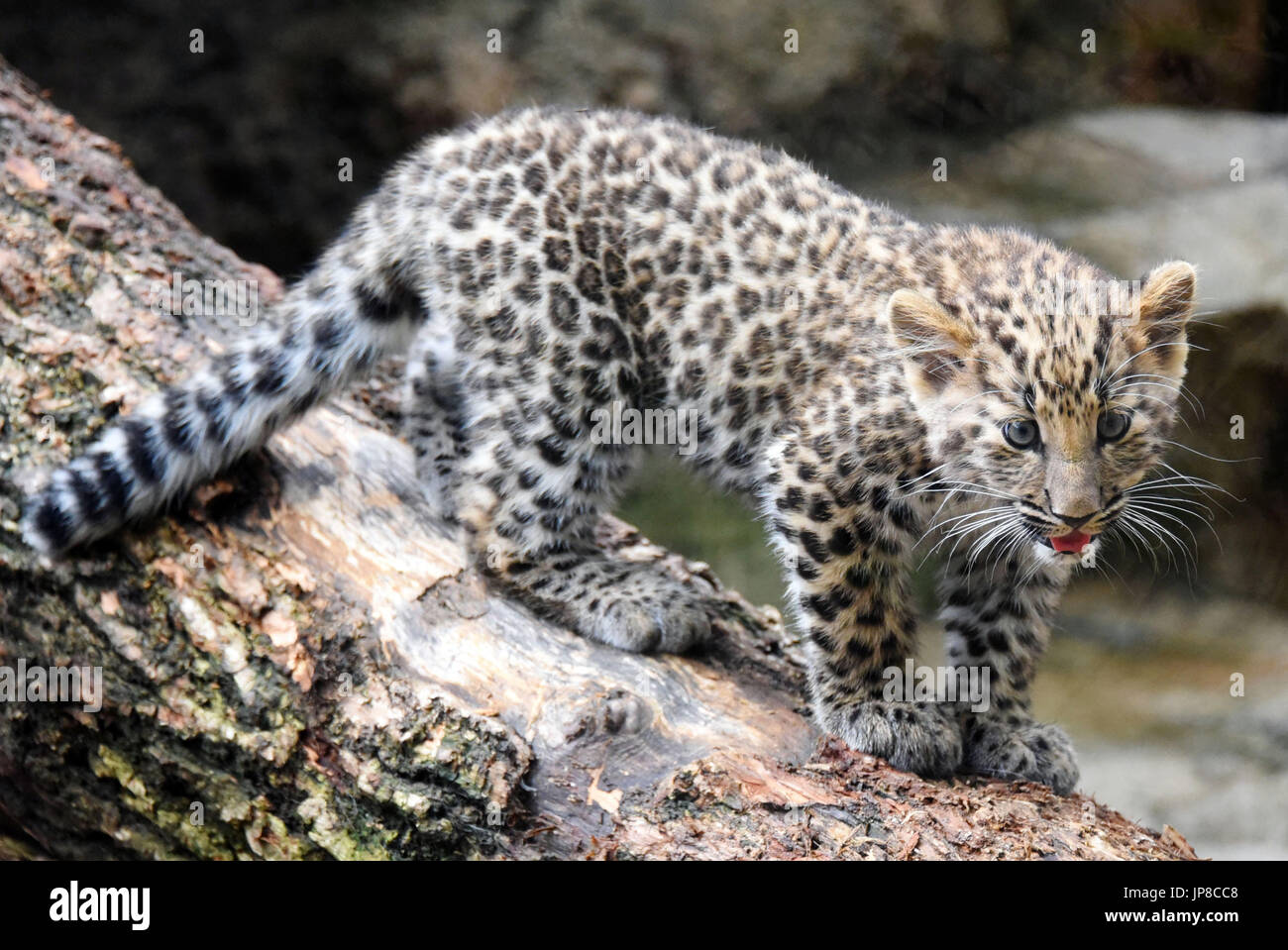 A baby amur leopard is unveiled to the public at Kobe Oji Zoo in the ...