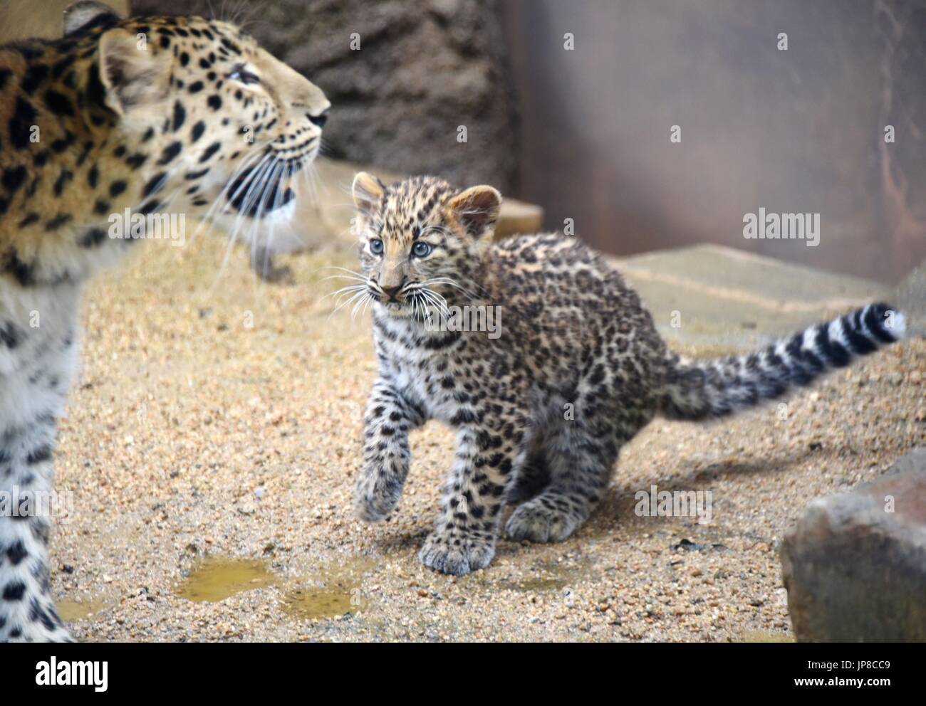 A baby amur leopard is unveiled to the public at Kobe Oji Zoo in the ...