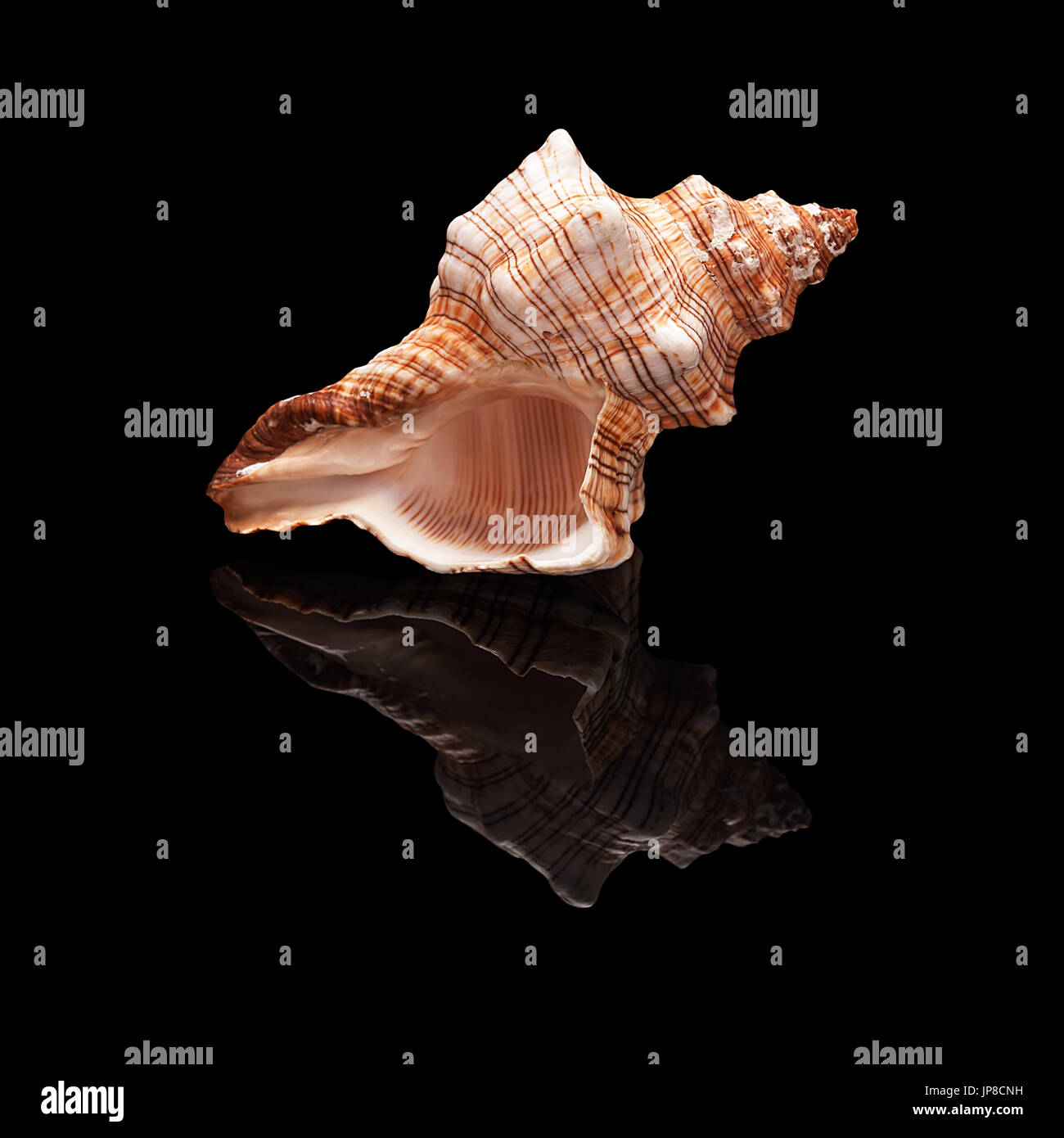 Sea shell with real reflection on black glossy background isolated ...