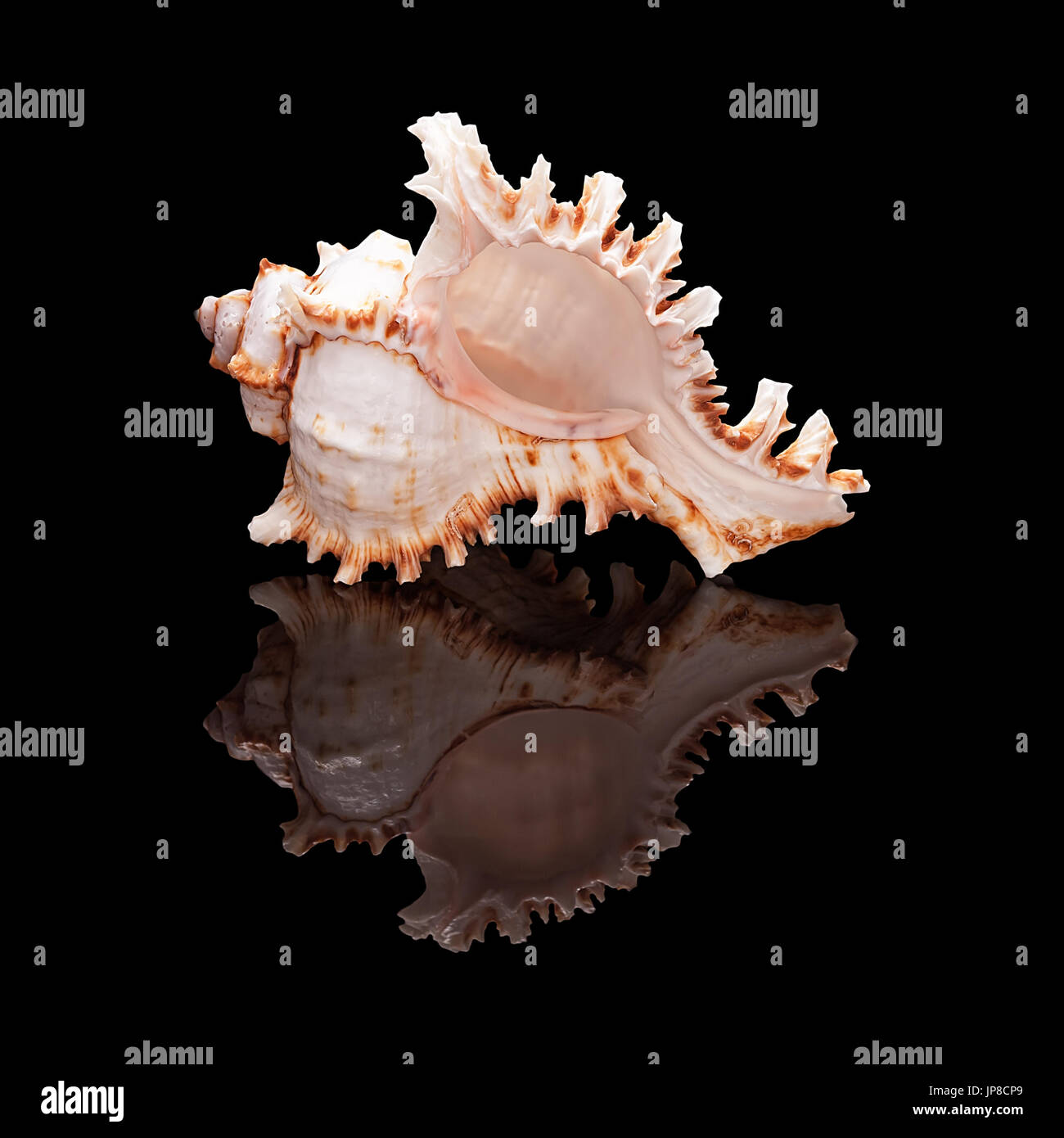 Sea shell with real reflection on black glossy background isolated ...