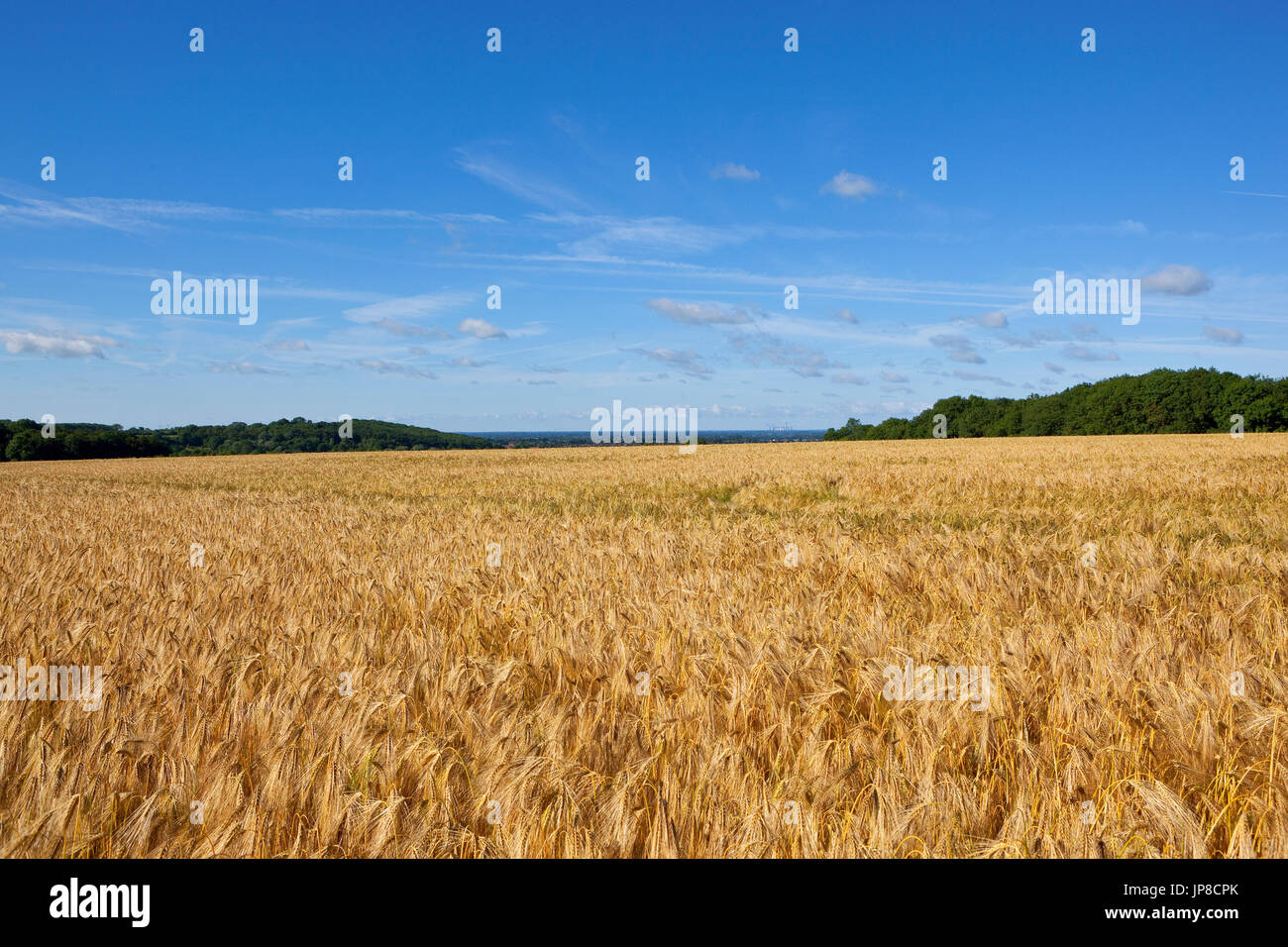 a golden barley field with woodland on the horizon overlooking the vale ...
