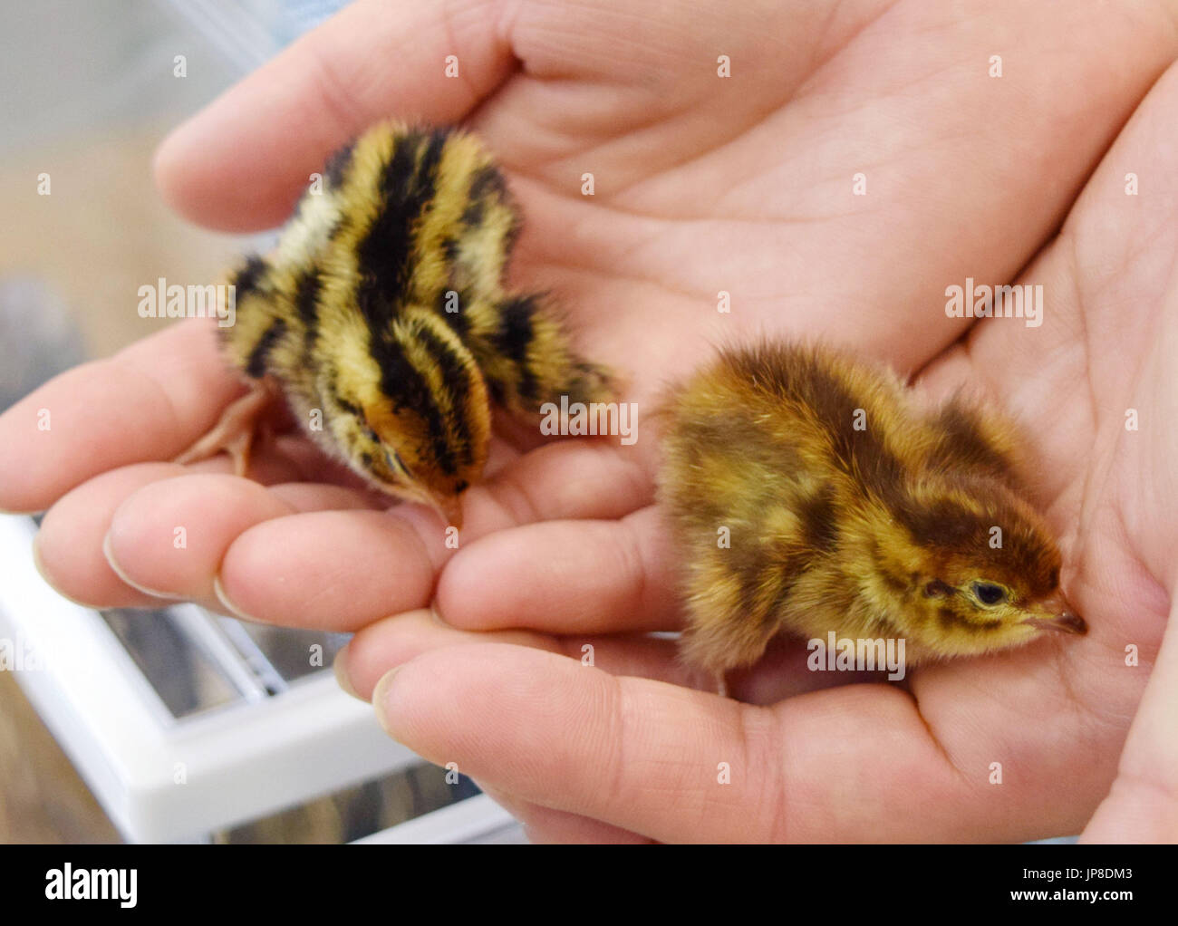 An agricultural research institute in Nagakute, Aichi Prefecture ...