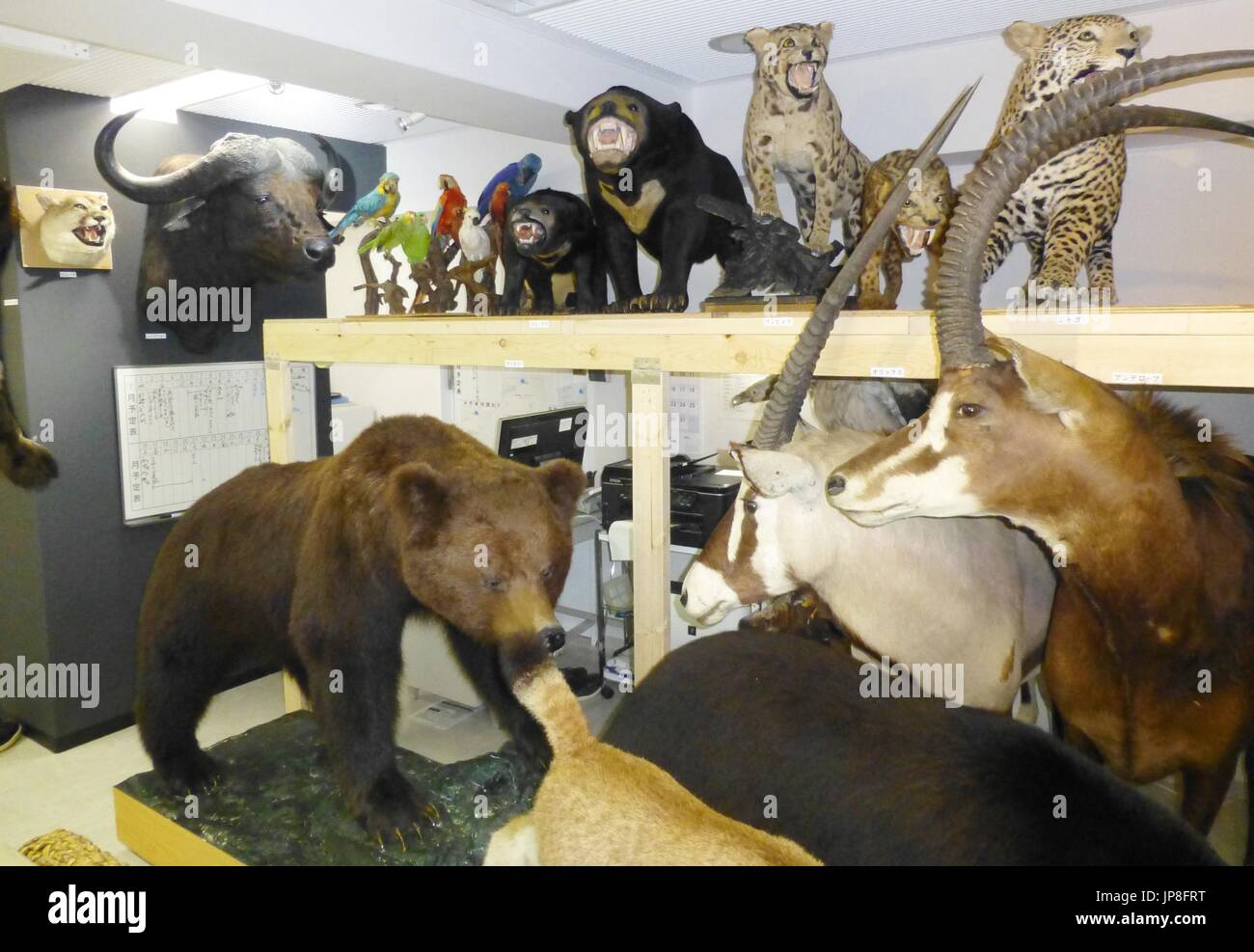 Makoto Nii's taxidermy collection of animals from around the world is ...