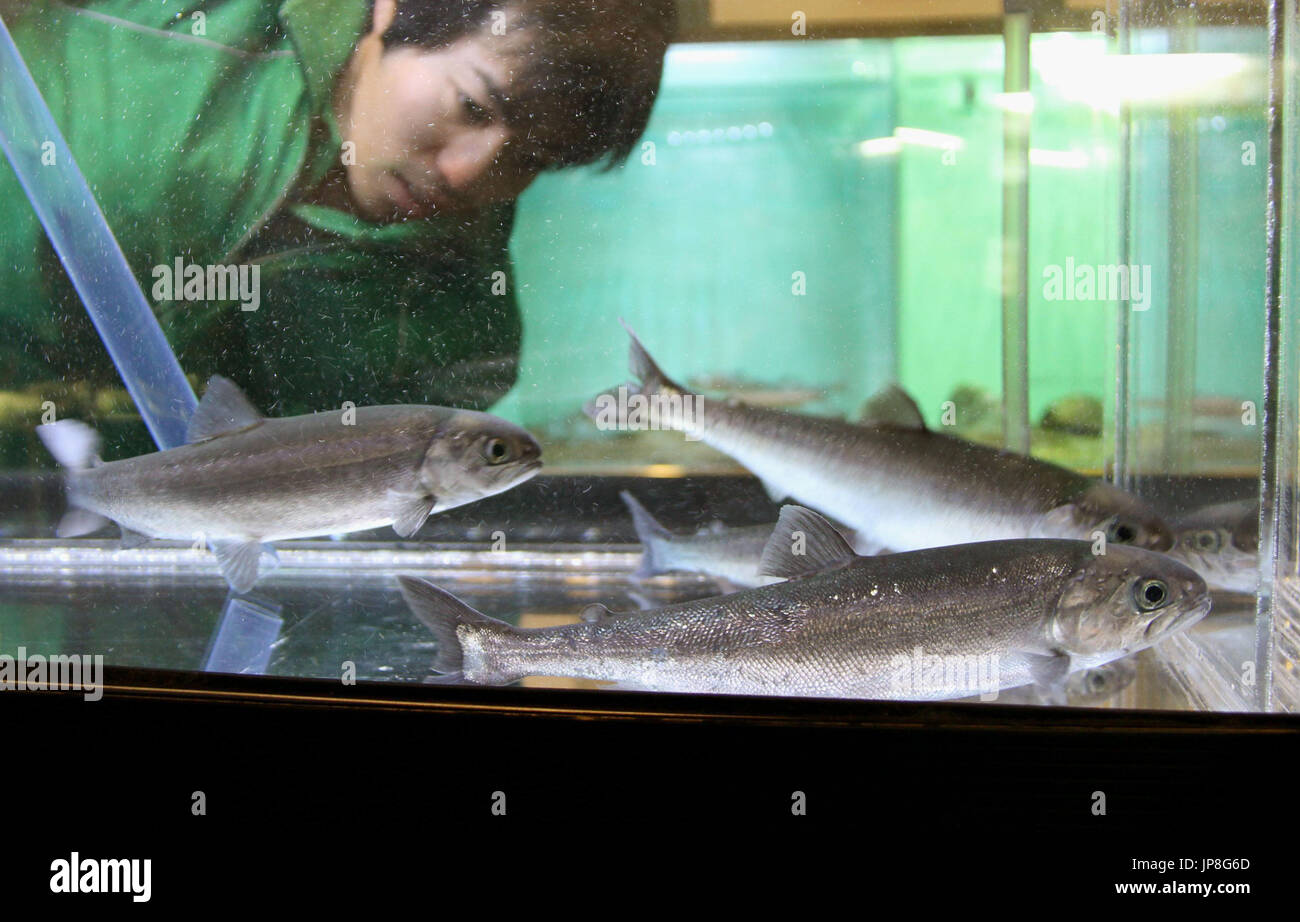 File photo taken in April 2014 shows a school of "kunimasu," a rare ...