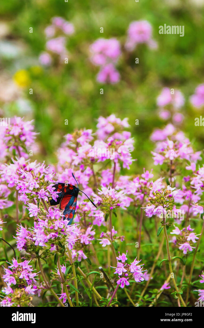 Small butterfly in the meadow Stock Photo - Alamy