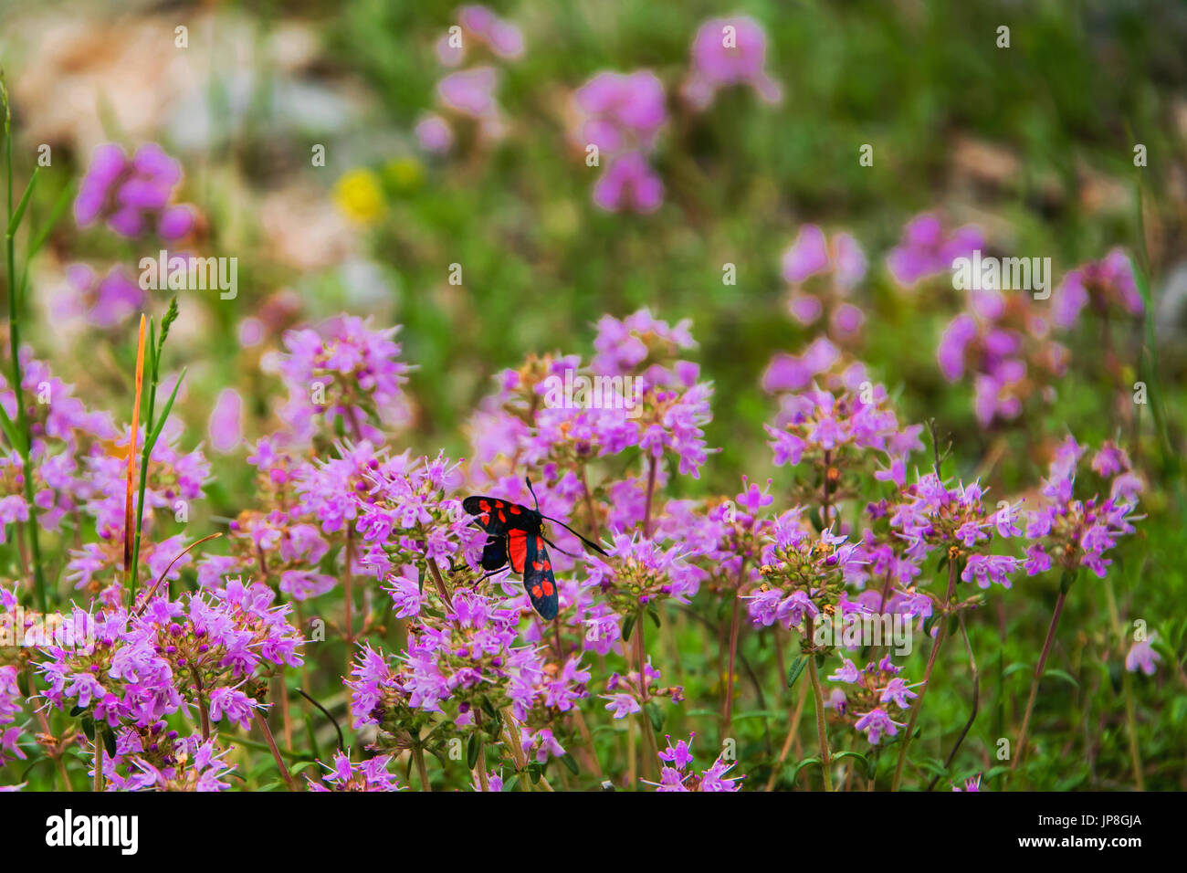 Small butterfly in the meadow Stock Photo - Alamy