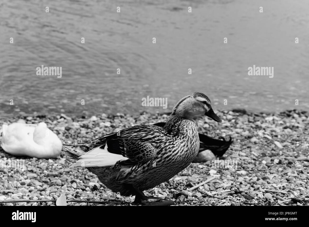 Summer duck Black and White Stock Photos & Images - Alamy