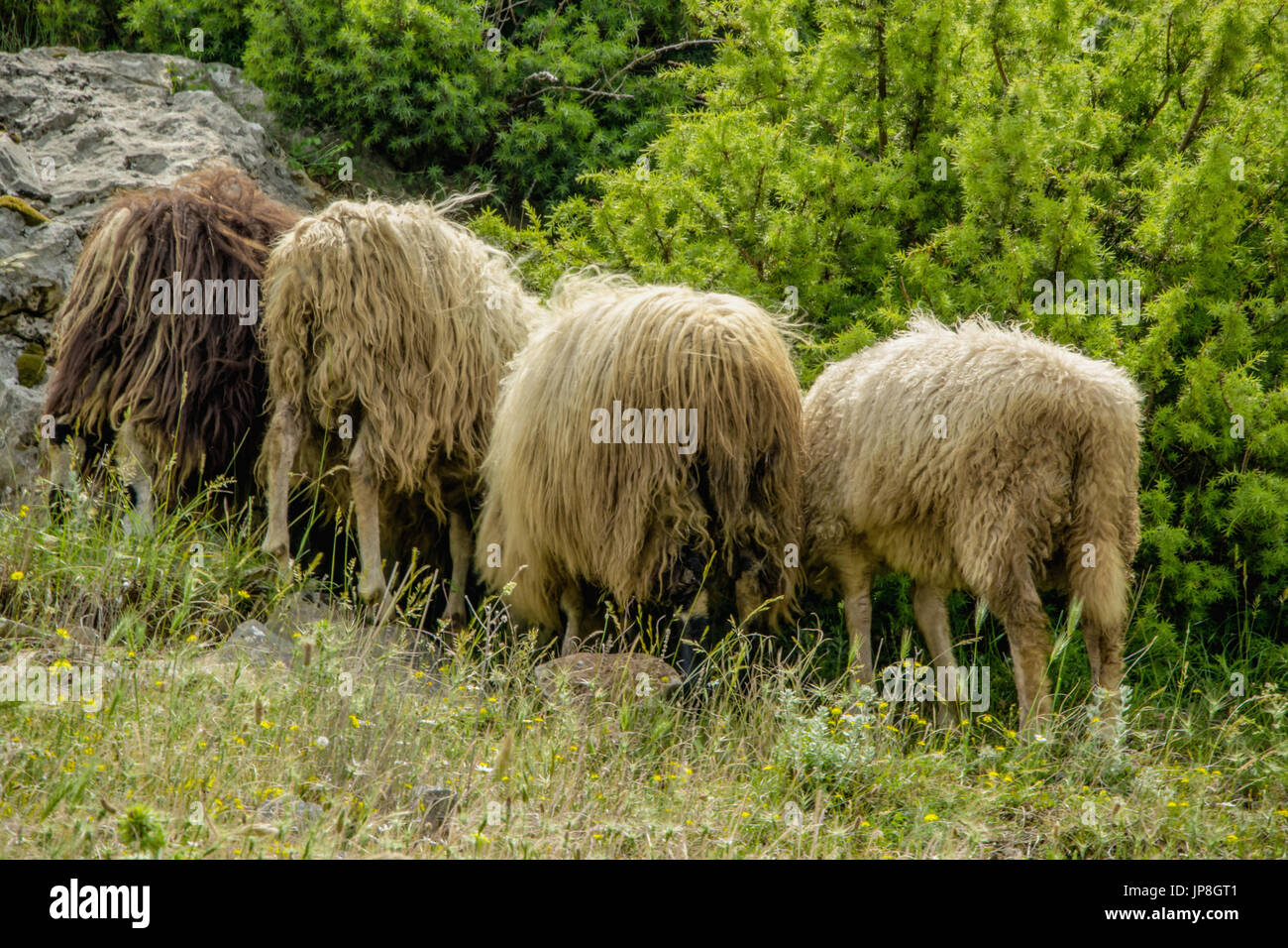 Group of sheep are eating the bush Stock Photo - Alamy