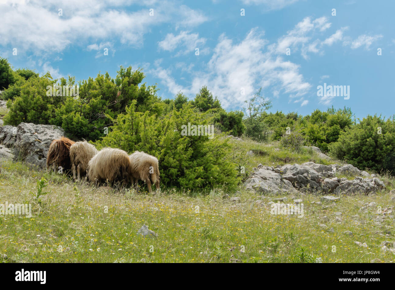 Group of sheep are eating the bush Stock Photo - Alamy