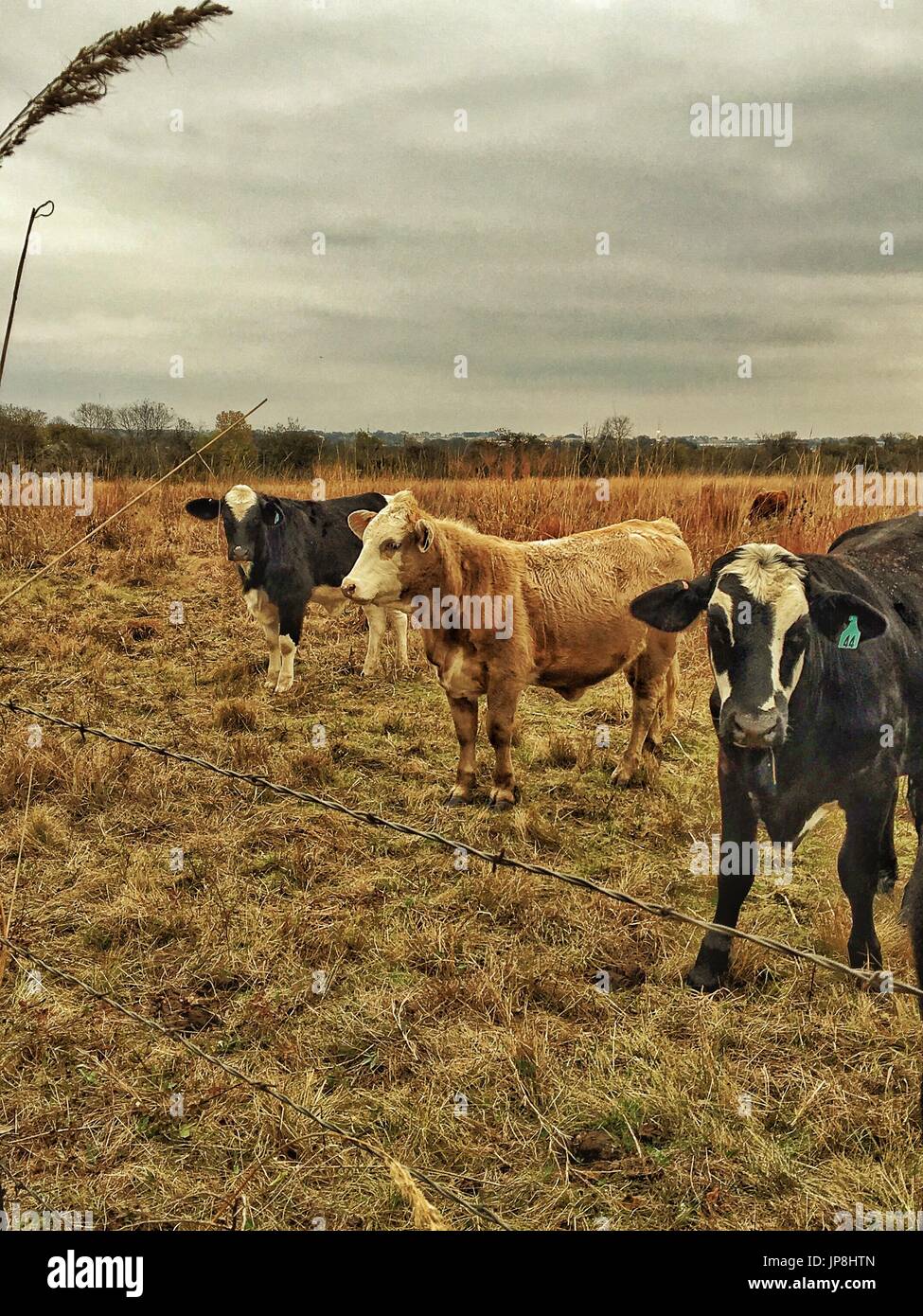 Cattle Grass High Resolution Stock Photography and Images - Alamy
