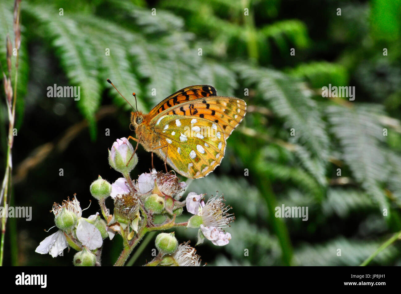 Butterfly underwing pattern hi-res stock photography and images - Alamy