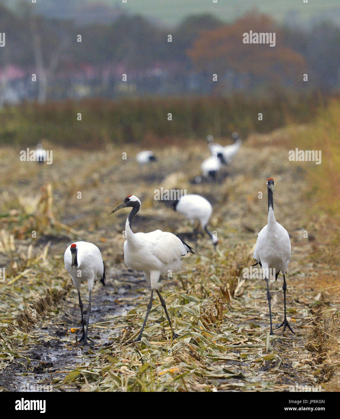 Red-crowned cranes are seen walking around dent corn fields in the ...