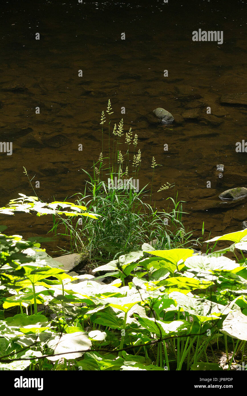 Grasses growing on river bank hi-res stock photography and images - Alamy