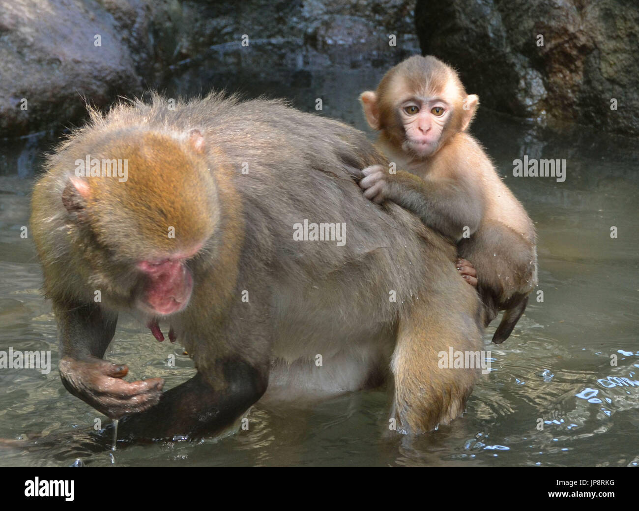 The baby monkey named in May after Britain's new-born princess ...