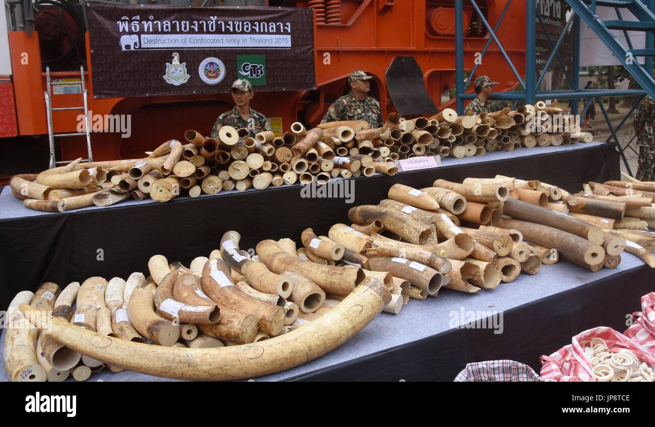 Confiscated ivory is displayed before being crushed and incinerated in ...