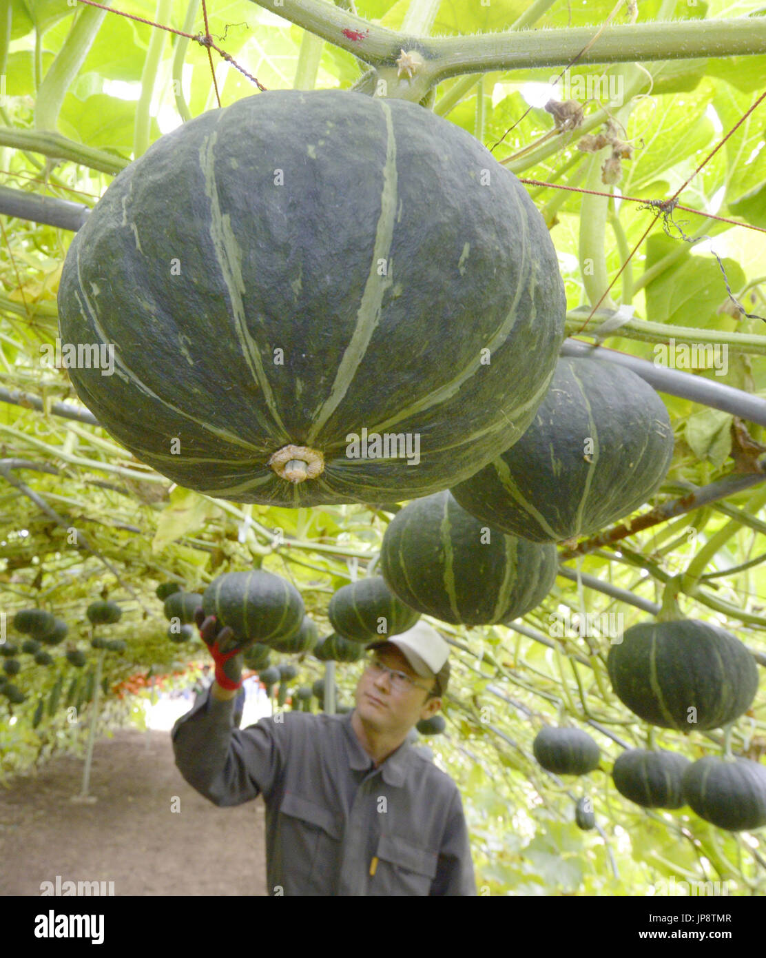 "Flying pumpkins," or pumpkins grown suspended above the ground from a ...