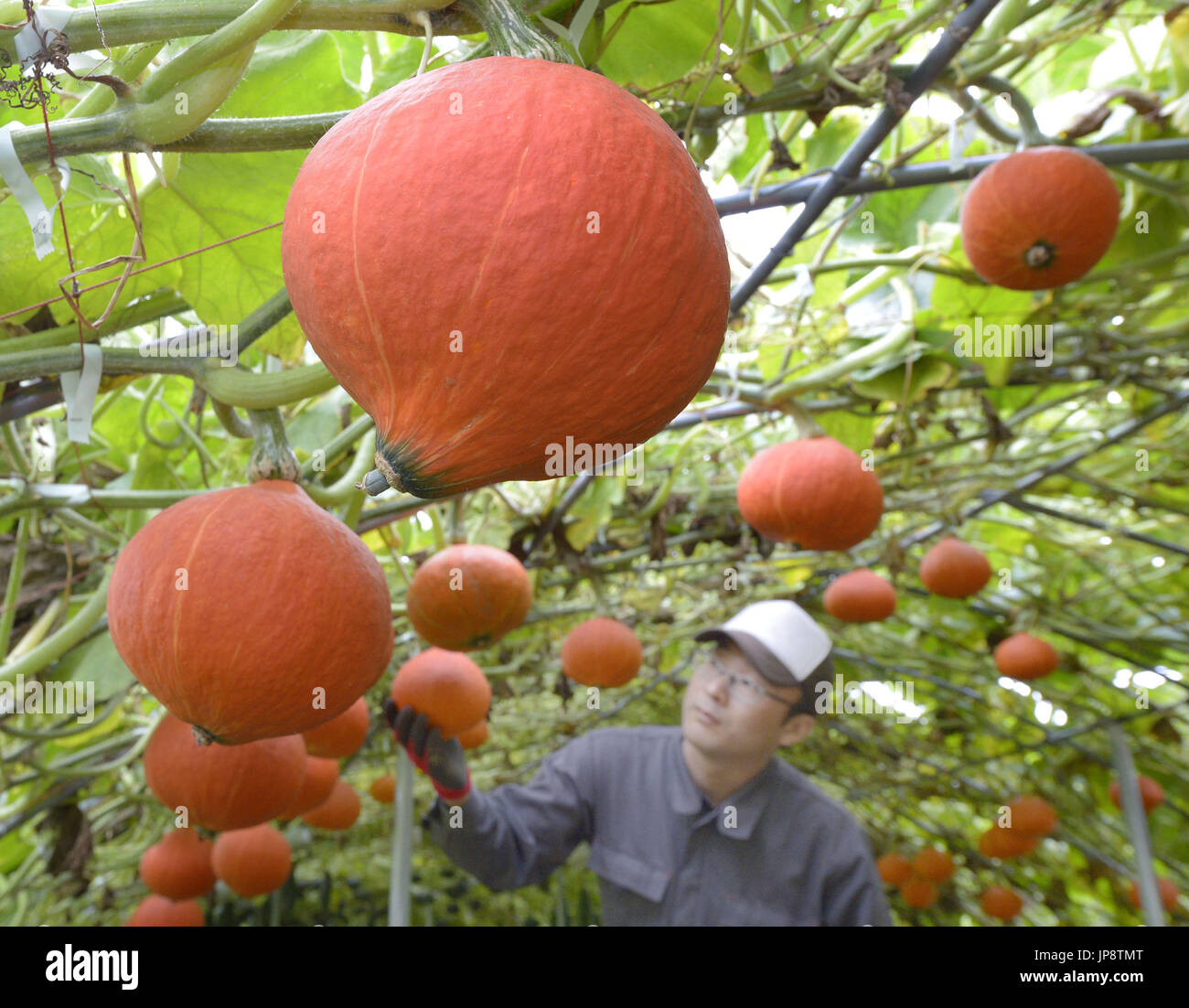 "Flying pumpkins," or pumpkins grown suspended above the ground from a ...