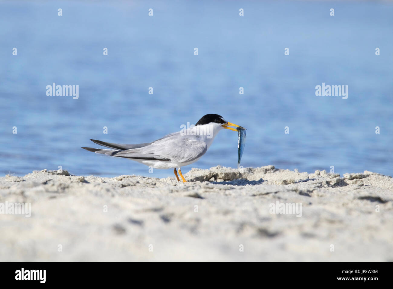 Tern eating fish hi-res stock photography and images - Alamy