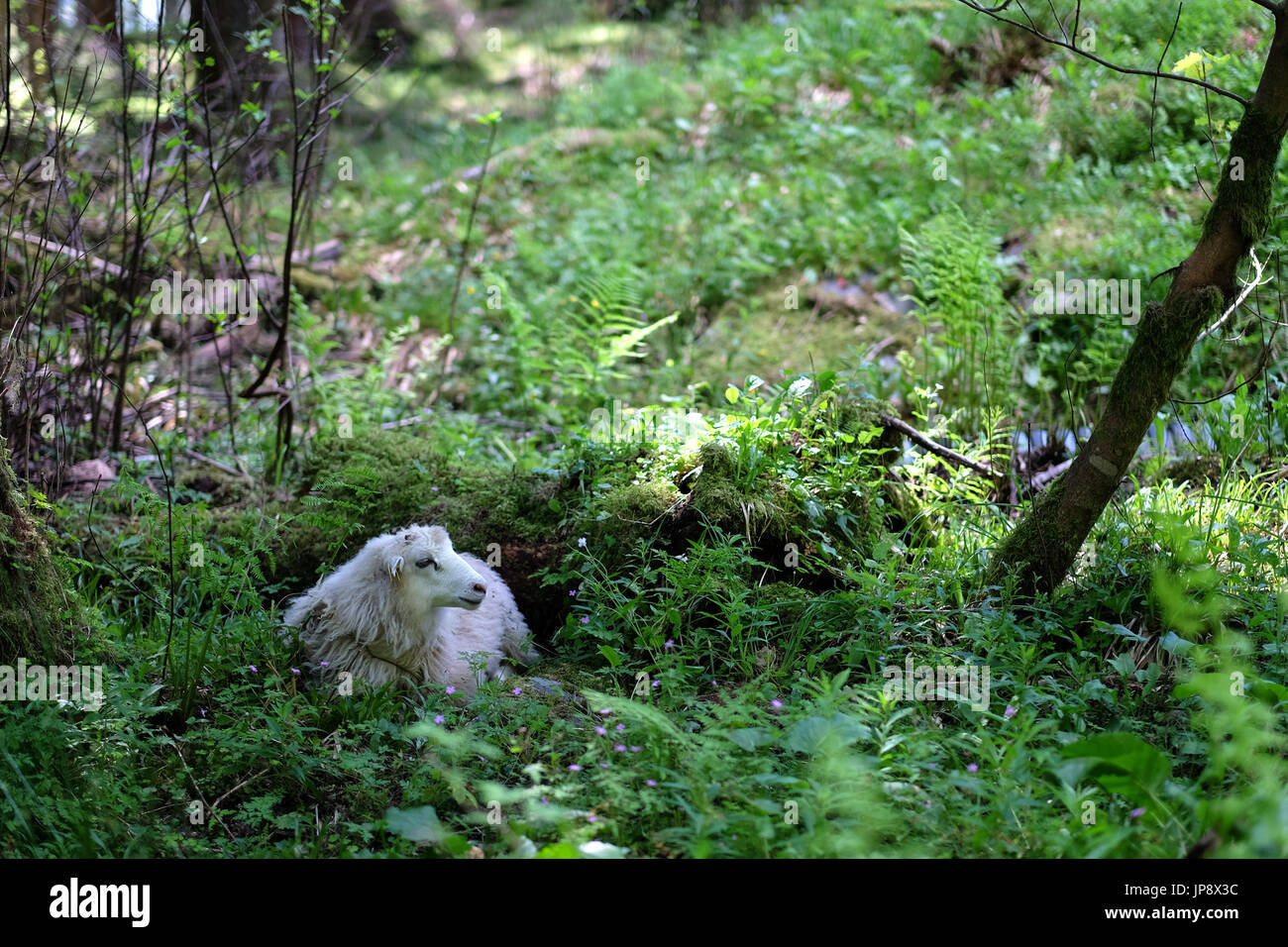 sheep resting in forest Stock Photo - Alamy