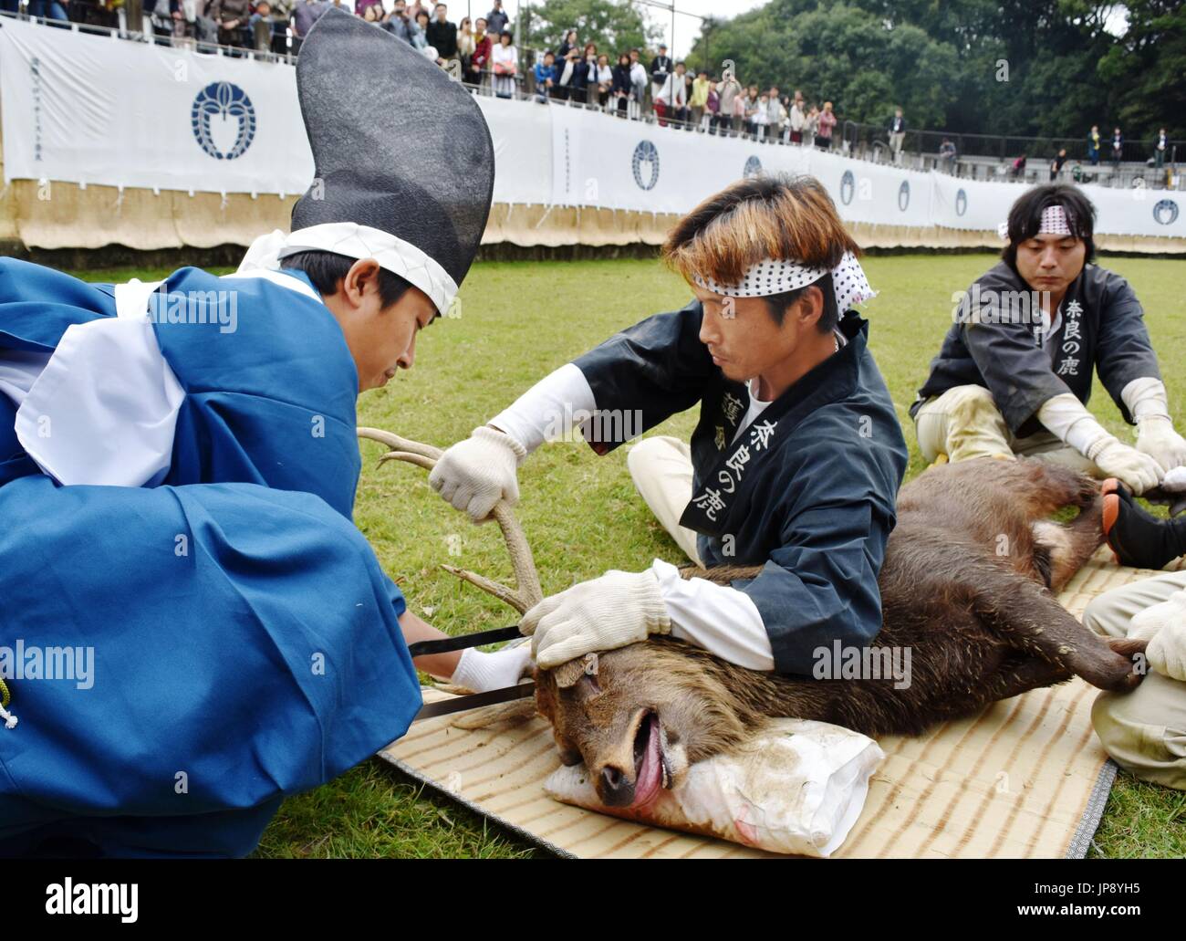 Nara Prefecture's seasonal deer antler cutting event starts at the ...