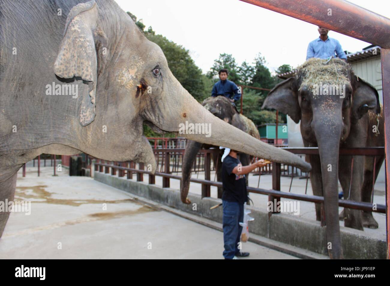 Pregnant Asian elephant Asha stretches her nose toward another elephant ...