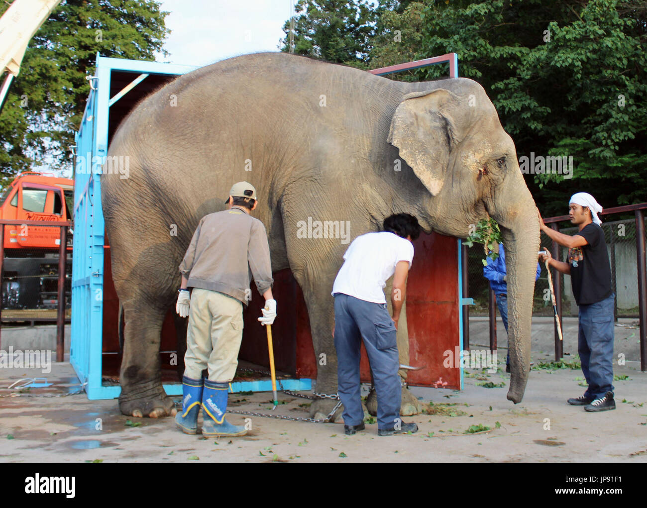 Pregnant Asian elephant Asha descends from a container at the Ichihara ...
