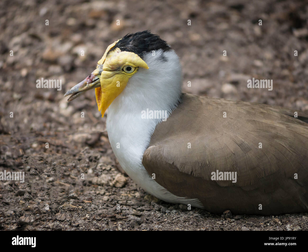 The Masked Lapwing (Vanellus miles Stock Photo - Alamy