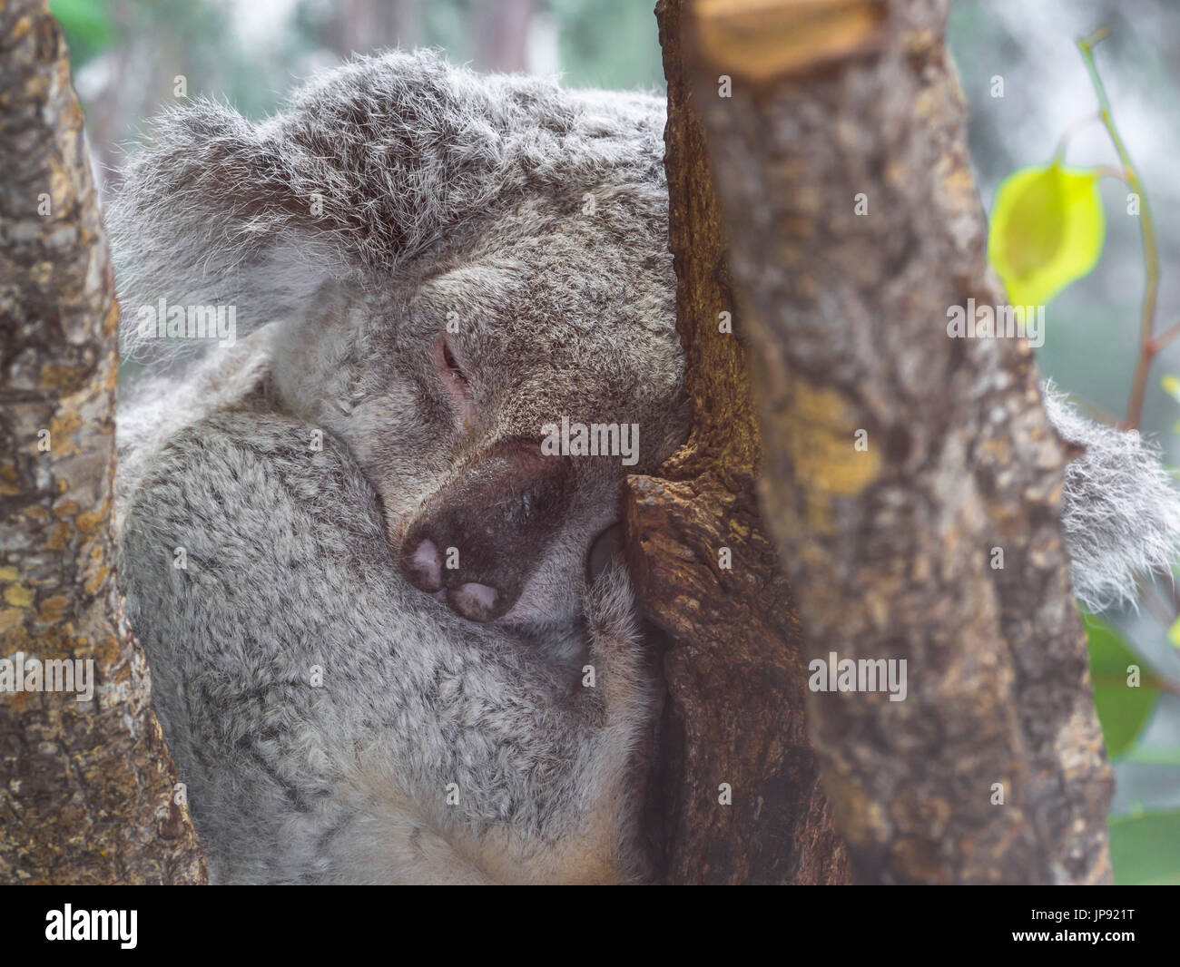 oala (Phascolarctos cinereus) sleeping in tree Stock Photo - Alamy