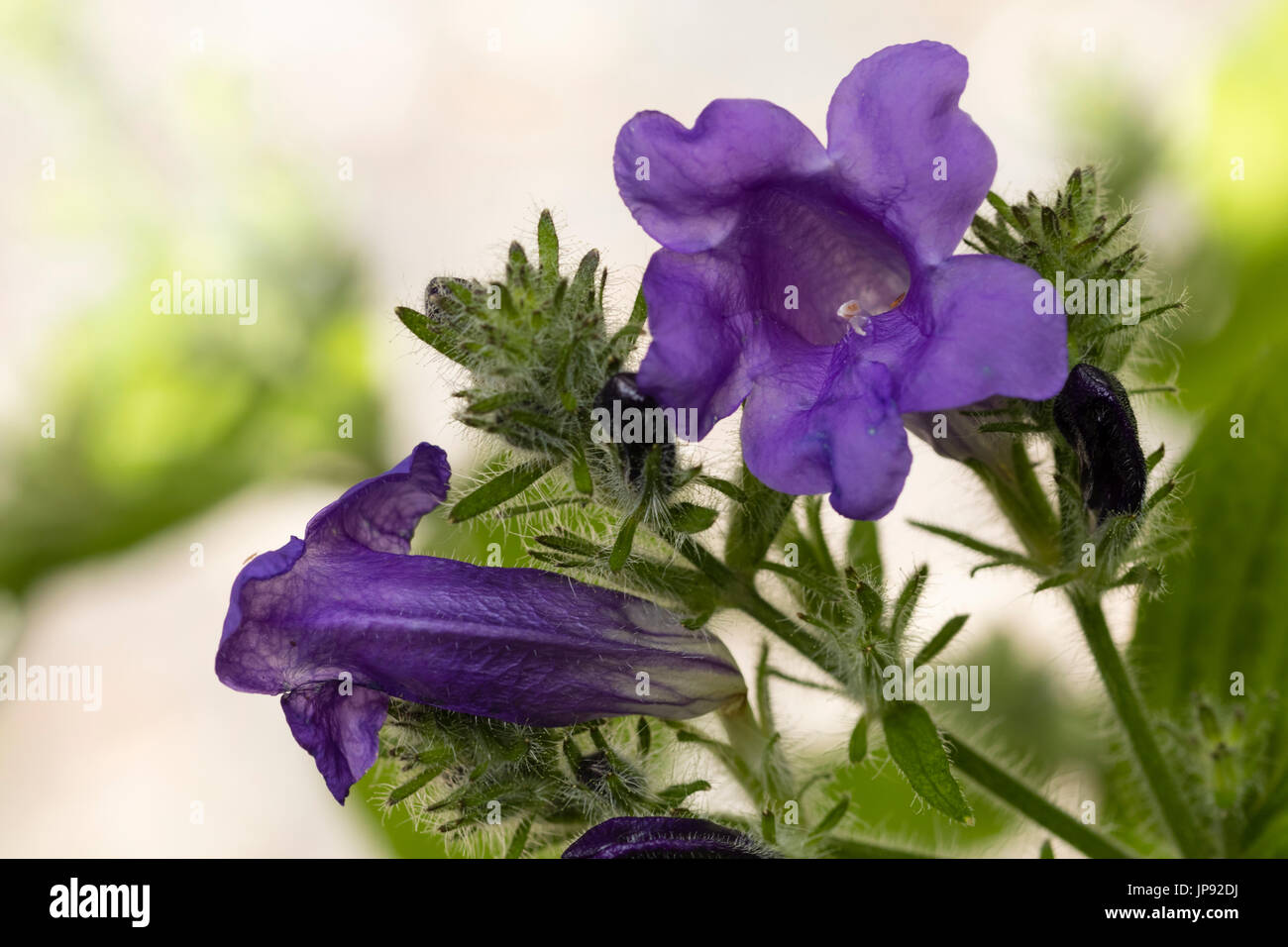 Blue, tubular flowers of the long flowering herbaceous perennial ...