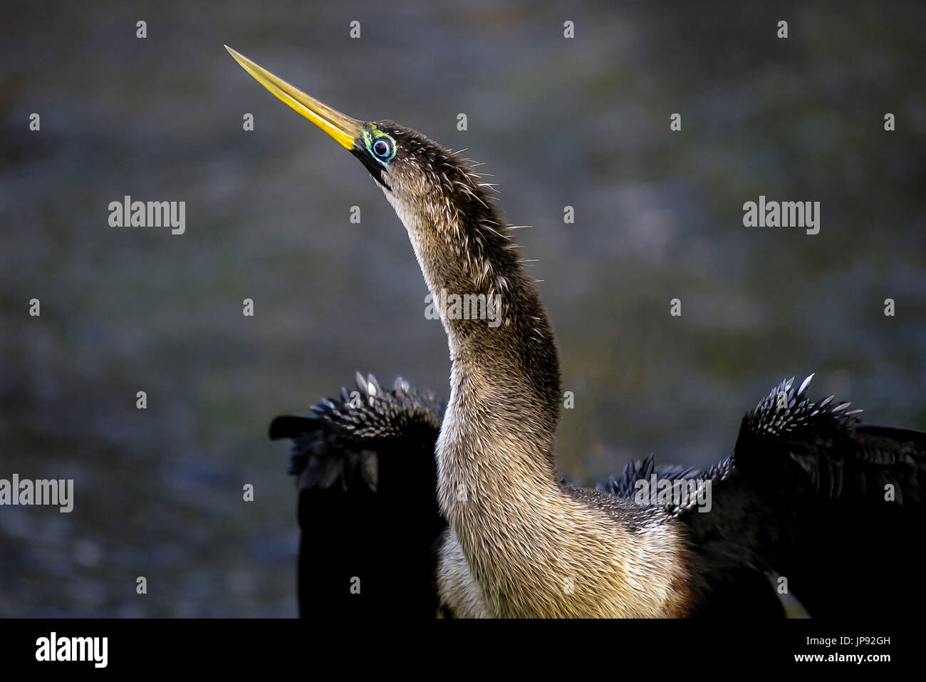 The Anhinga (Anhinga anhinga Stock Photo - Alamy