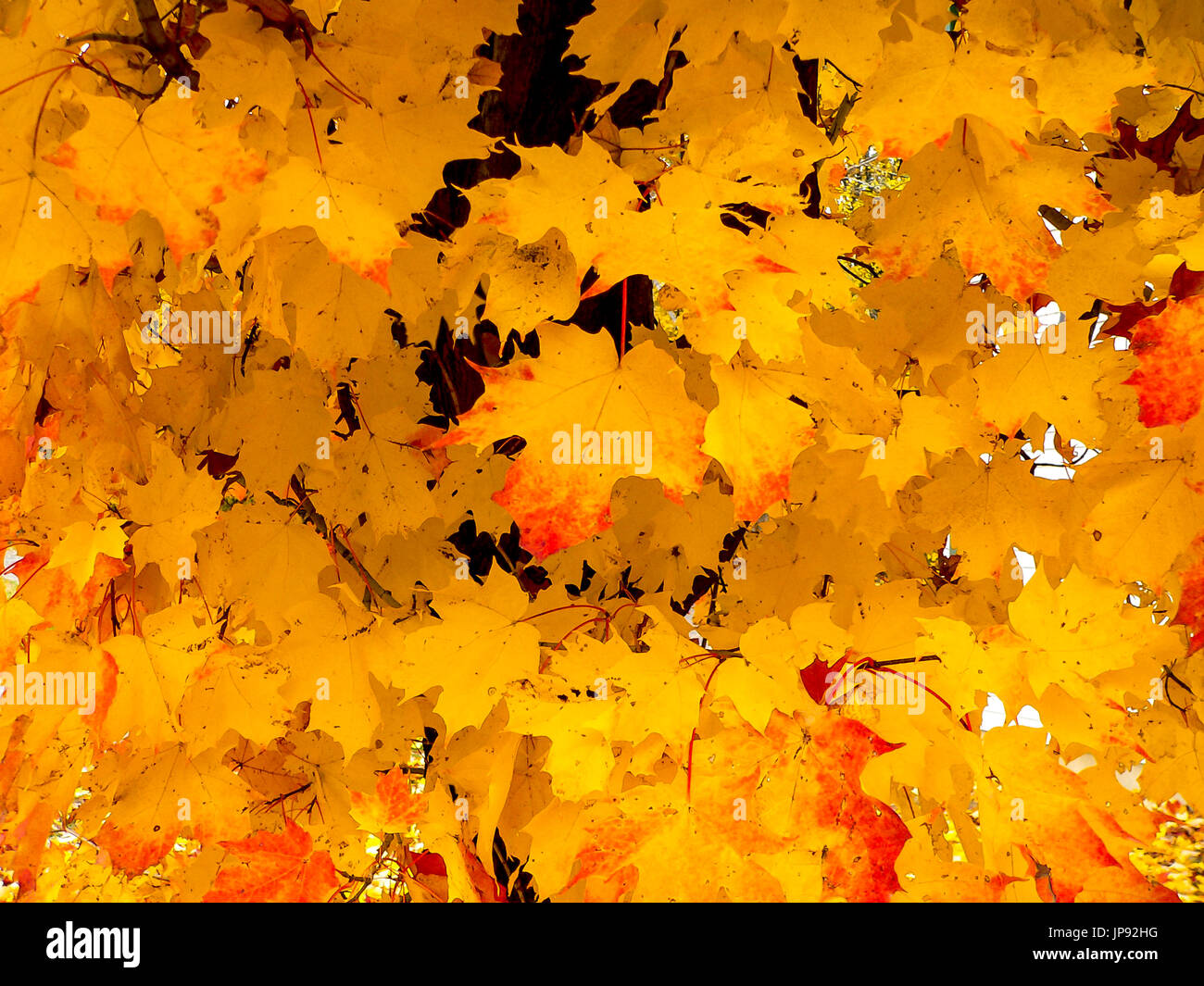 Autumn in Georgetown, Ontario, Canada Stock Photo - Alamy