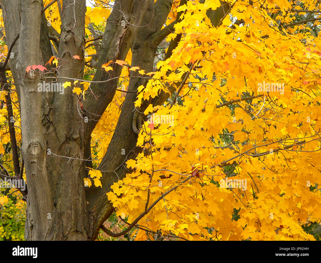 Georgetown ontario hi-res stock photography and images - Alamy