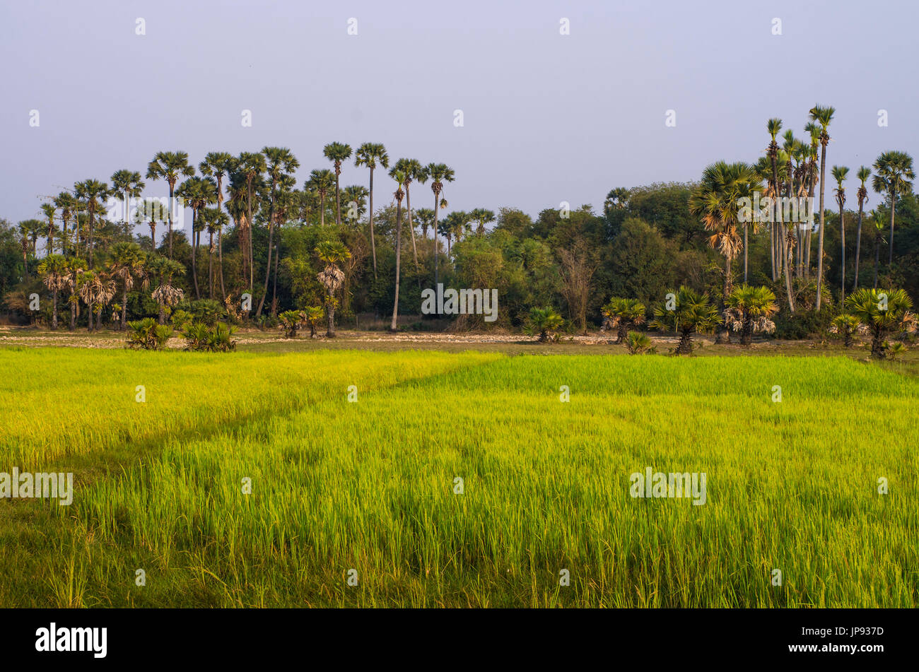 Rice Fields, Siem Reap Stock Photo - Alamy