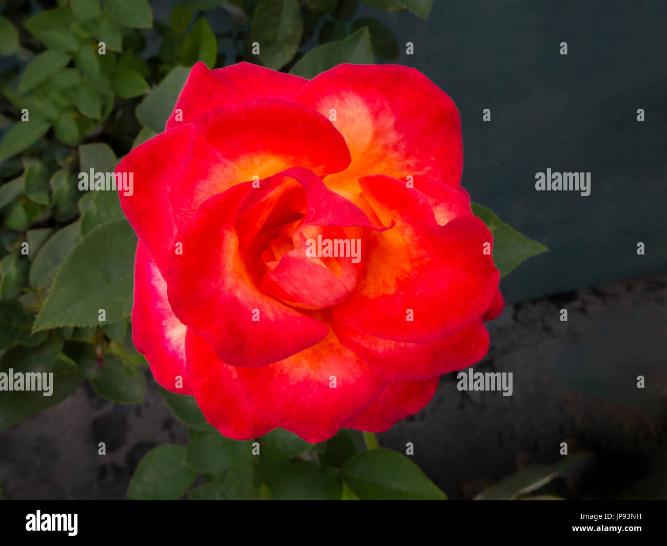 Red rose temple hi-res stock photography and images - Alamy