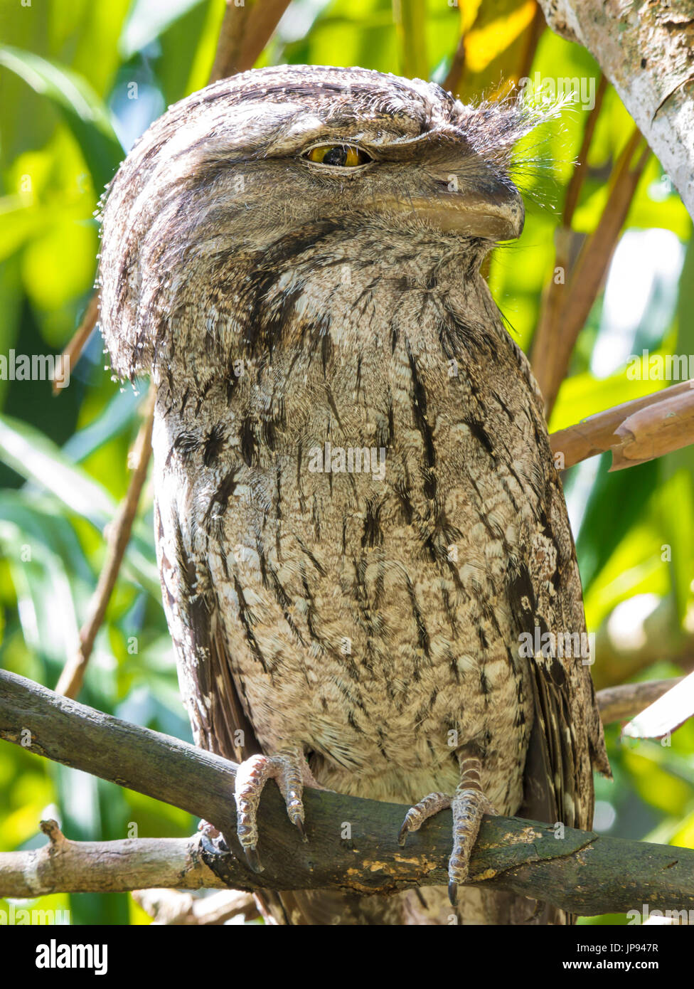 The Tawny Frogmouth (Podargus strigoides Stock Photo - Alamy
